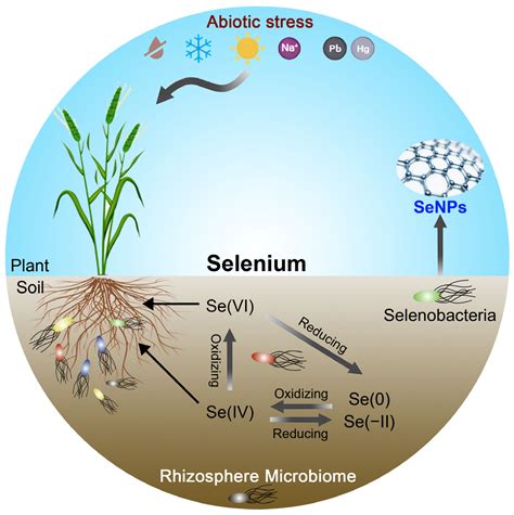 Harnessing the Rhizosphere Microbiome for Selenium Biofortification in Plants: Mechanisms ...