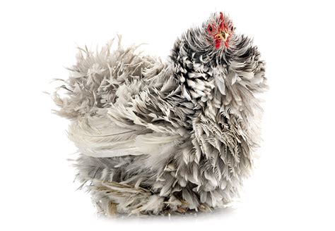 Frizzle Chicken Care Silver Homestead