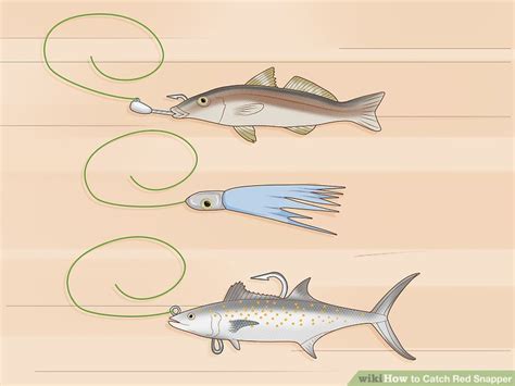 How To Catch Red Snapper With Pictures WikiHow Fitness