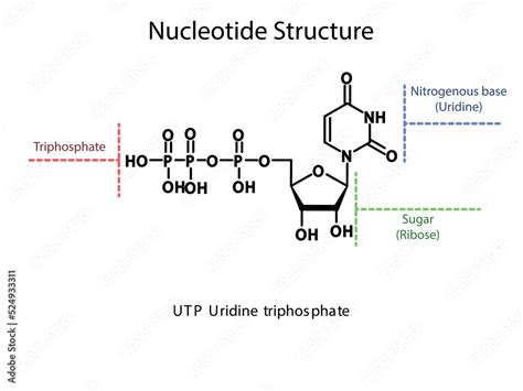 Utp Uridine Triphosphate Nucleoside Molecular Structure Diagram On White Background Dna And Rna