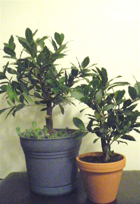 Bay Leaf Tree Bonsai At Kaitlyn Joseland Blog