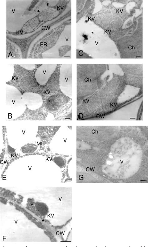 Figure 1 From C Terminal Kdel Sequence Of A Kdel Tailed Cysteine Proteinase Sulfhydryl