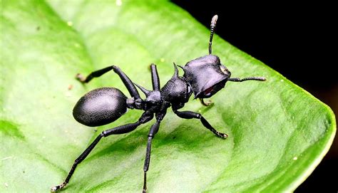 Great Facts Ants With Giant Heads Show Evolution Can Go ‘backward
