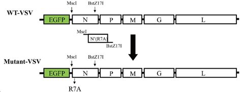 Construction Of Recombinant Vsv With Mutant N Gene To Construct The