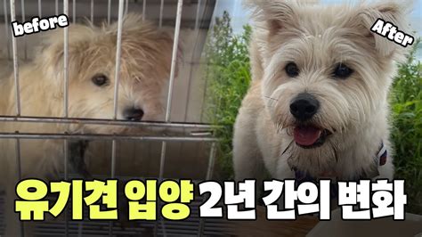 유기견 입양 2년 간의 변화 ｜ 우리가 가족이 되기까지😊 Youtube