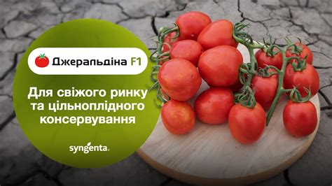 Томат Джеральдіна.🍅 Для свіжого ринку та цільноплідного консервування ...