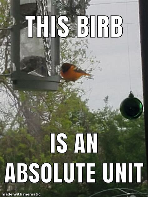 Absolute Chad Scrolller