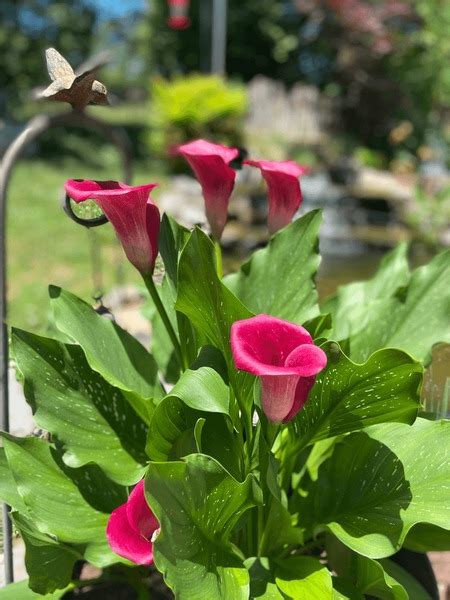 Calla Lily Cascade 4 Photos Libres De Droits Et Images De Stock