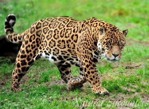 Beautiful Leopard Walking In Green Field