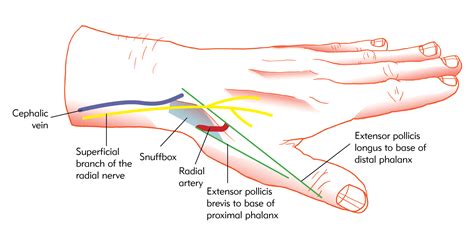 Radial Artery Location