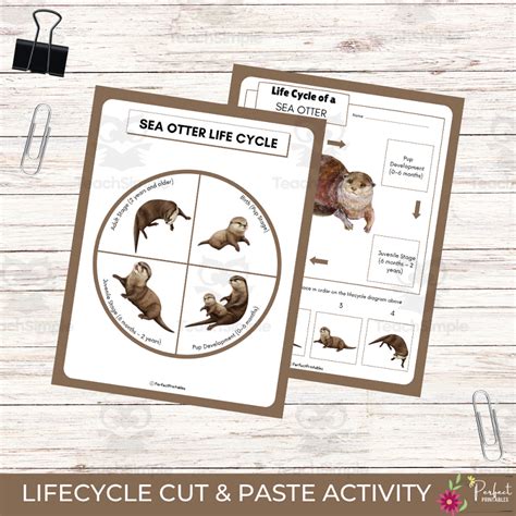 Life Cycle Of A Sea Otter Ocean Animalmarine Unit Study And Fun Facts