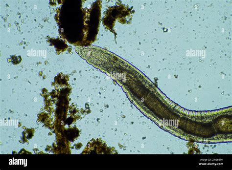 Soil Microbes In A Compost On A Farm In India In A Lab Stock Photo Alamy