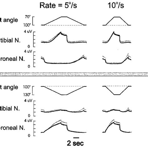 Depicting The Afferent Responses To The Ankle Rotation Before And After