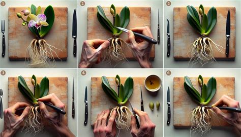 Effective Sustainable Orchid Propagation Techniques 5 Steps