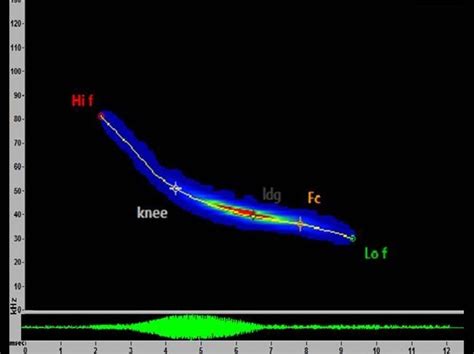 Spectrogram Of Bat Echolocation Pulse Bat Call Identification Is