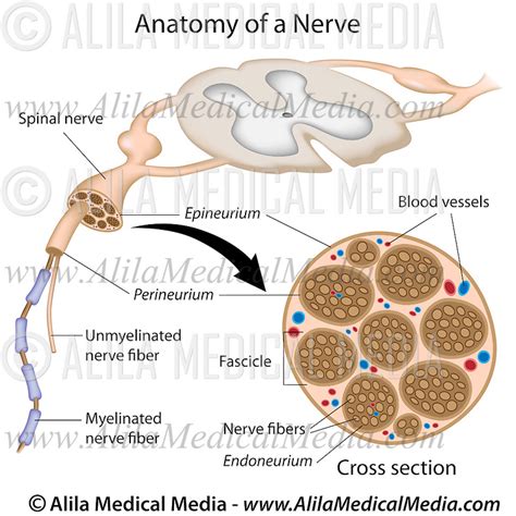 Endoneurium On Neuron Model