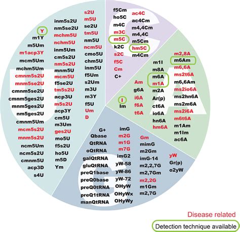 Figure The Set Of Known RNA RNA The Epicenter Of Genetic Information NCBI Bookshelf