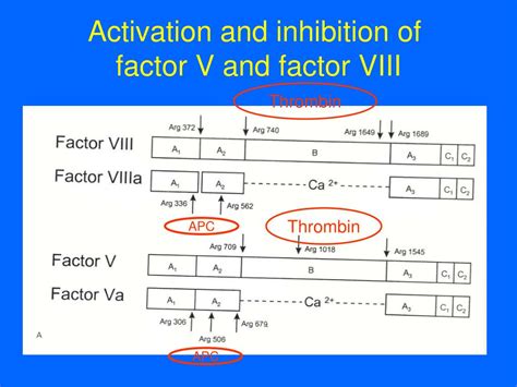 Ppt Combined Factor V And Viii Deficiency Powerpoint Presentation