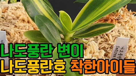 나도풍란 변이 나도풍란호 착한아이들 풍란부귀란 꽃밭에서 난원 Youtube