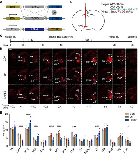Whole Brain Mapping Of Vta Dopamine Neurons Direct Inputs Altered By Lh