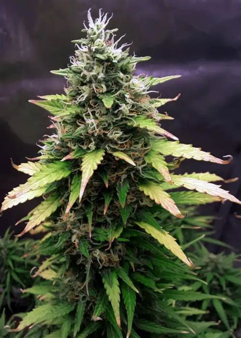 Auto Gorilla Glue Seeds By Dutch Headshop Seeds Growdiaries