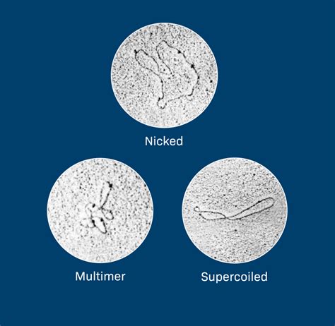 Bacterial Cell Under Electron Microscope