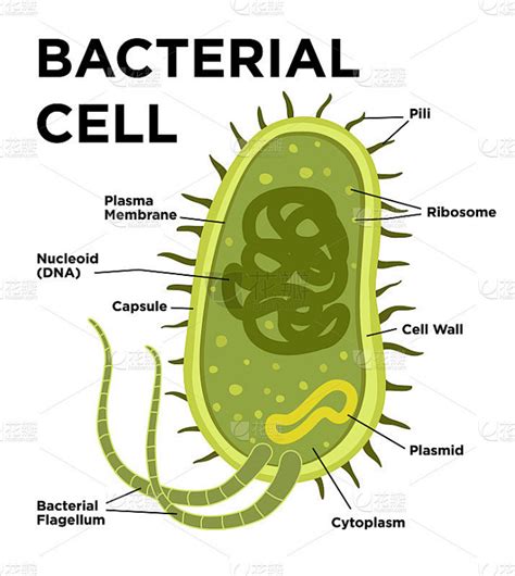 现代插图向量。用类核dna和核糖体标记芽孢杆菌细胞上的结构。外部结构包括蒴果、毛和鞭毛。