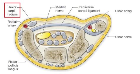 Flexor Carpi Radialis Injection Wikism Sports Medicine Wiki