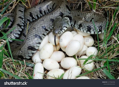 Oviparity Images Stock Photos Vectors Shutterstock