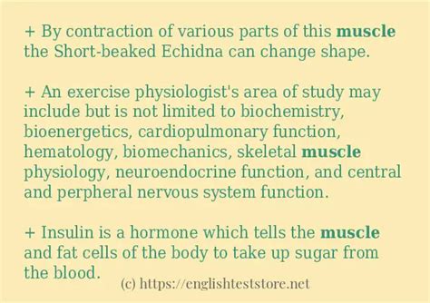 Muscle How To Use EnglishTestStore Blog