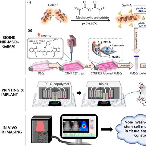 Schematic Of The Non‐invasive Near‐infrared Nir Imaging System Used