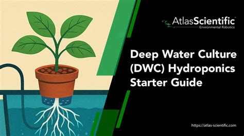 How Does Dissolved Oxygen Affect Water Quality Atlas Scientific