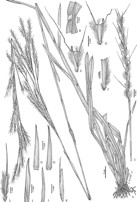 Schizachyrium Luxurians A Flowering Culm B Ligule Lateral View C