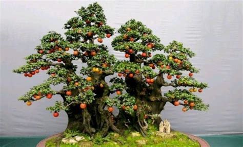 教你几招金弹子盆景的制作，还有养护技巧，保证果实爆满盆！ 搜狐大视野 搜狐新闻