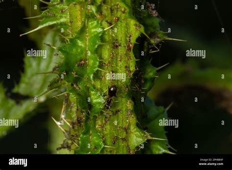 Close Up Of The Symbiotic Relationship Between Ants And Ahpids Stock