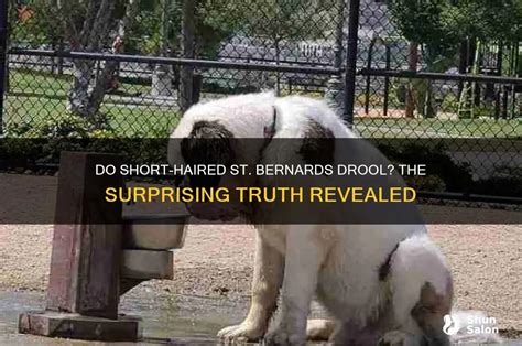 Do Short Haired St Bernards Drool The Surprising Truth Revealed