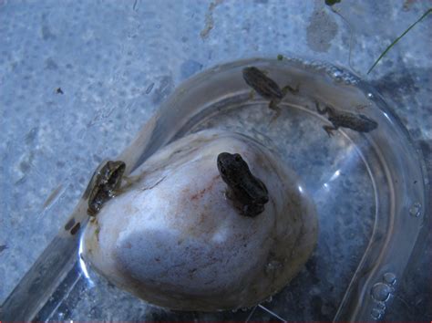 Islay Natural History Trust Froglets At The Centre