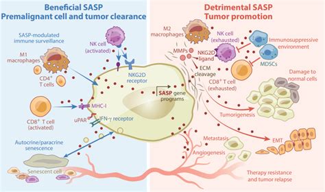 衰老相关分泌表型的“功与过” 诱导 肿瘤 细胞