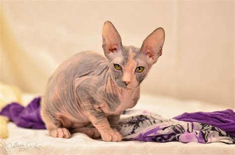 Донской сфинкс фото кошки, история и описание породы, характер, уход ...