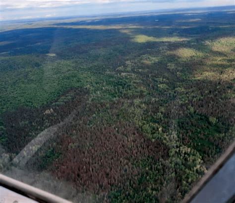 Worst Spruce Budworm Outbreak In Northern Mn Since 1961