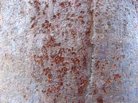 Free Rust Texture Stock Photo FreeImages Com
