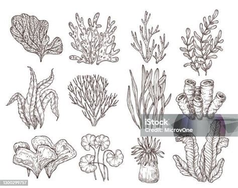 스케치 해초 고립 된 바다 해초 수족관 장식 예술 요소 수중 산호 조각 바다 조류 라미나리아 정확한 벡터 세트 그리기에 대한 스톡 벡터 아트 및 기타 이미지 Istock