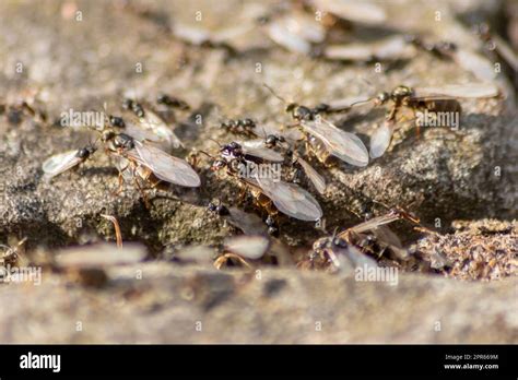 Insects Reproduction