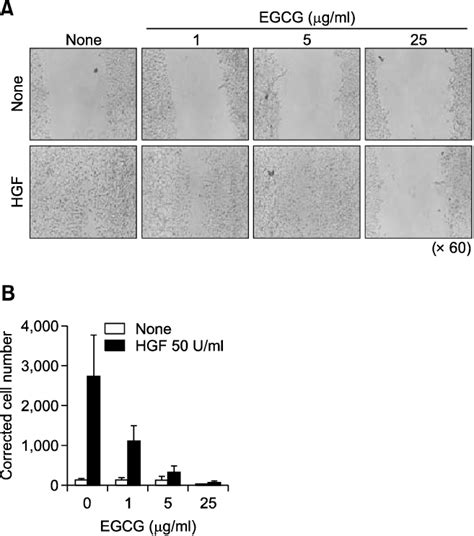 Egcg Inhibited Hgfsf Mediated Cell Migration And Invasion A