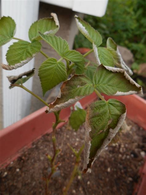 Raspberry Plant Diseases