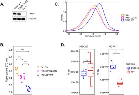 redox function of txnip inhibits cell proliferation and can affect dna