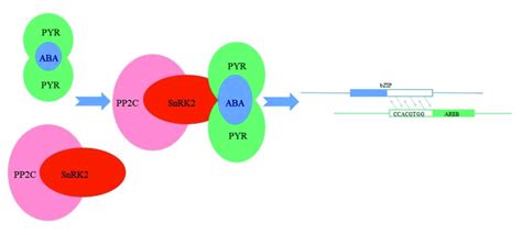 Pp2cs Bind To And Dephosphorylate Snrk2 Blocking Aba Signaling Pathway