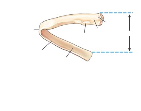 rib anatomy labeling quiz