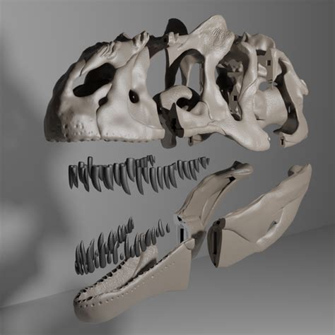 💀 Allosaurus Skull 3d Print Model 34 Cm・ Stl File For 3d Printing・cults