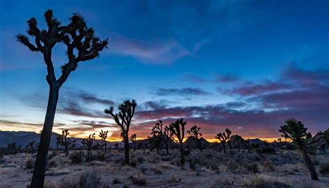 Joshua Tree NP Twilight Colors Copy Telepathic Stuntman Joshua Tree NP Twilight Colors Copy Telepathic Stuntman